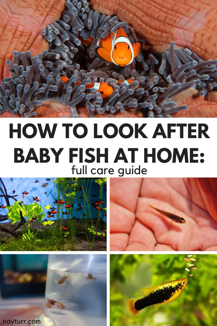 How To Look After Baby Fish At Home: Full Care Guide – Nayturr