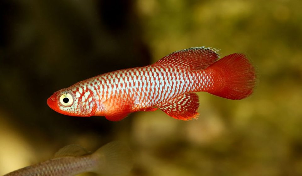 Nayturr – All about Science, Nature, & the World Around Us