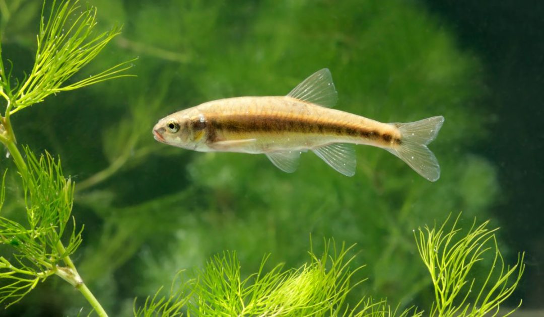 9 Best Freshwater Fish For Beginners: Types & Care Guides – Nayturr