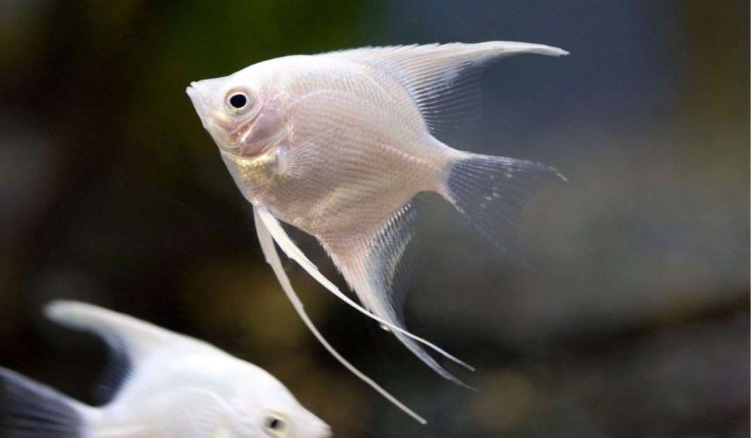 9 Best Freshwater Fish For Beginners: Types & Care Guides – Nayturr