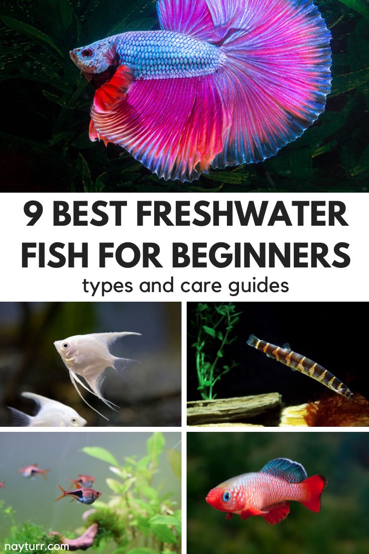 9 Best Freshwater Fish For Beginners: Types & Care Guides – Nayturr