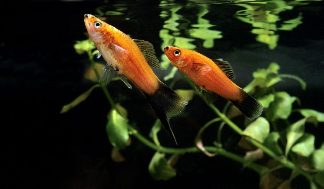 10 Best Freshwater Fish For Complete Beginners (Care Guide Included ...