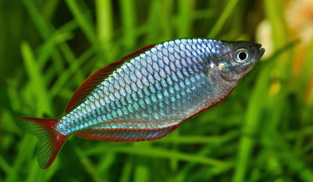 Nayturr – All about Science, Nature, & the World Around Us