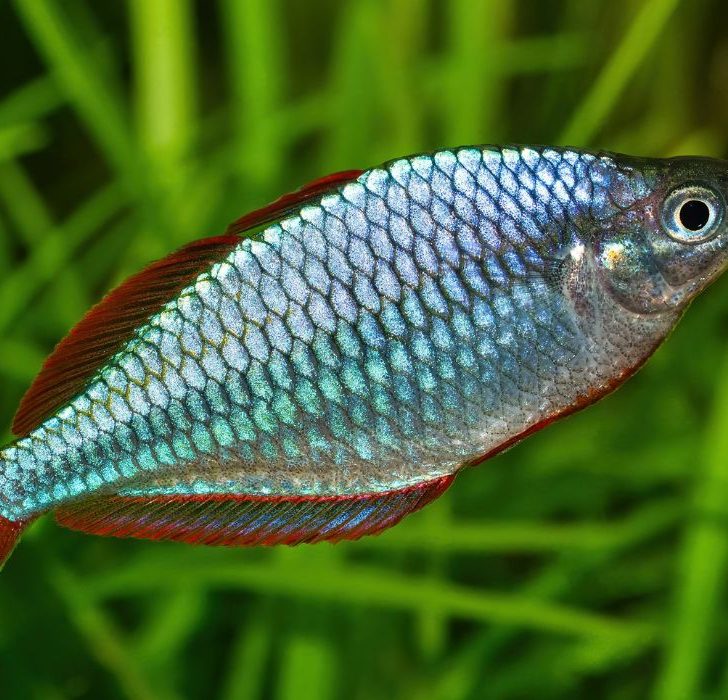 10 Best Freshwater Fish For Complete Beginners (Care Guide Included ...