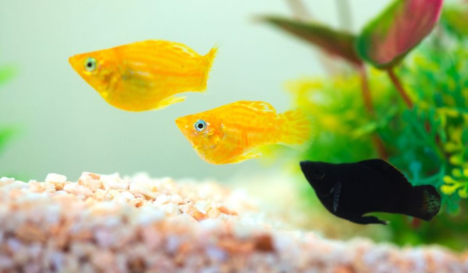 10 Best Freshwater Fish For Complete Beginners (Care Guide Included ...