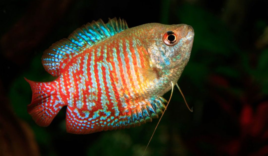 10 Best Freshwater Fish For Complete Beginners (Care Guide Included ...