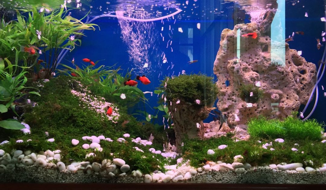 How to Cycle a Fish Tank with Fish Food: Full Method Explained – Nayturr