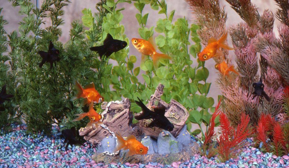 Saltwater Vs. Freshwater Aquarium: Pros, Cons, How To Choose – Nayturr