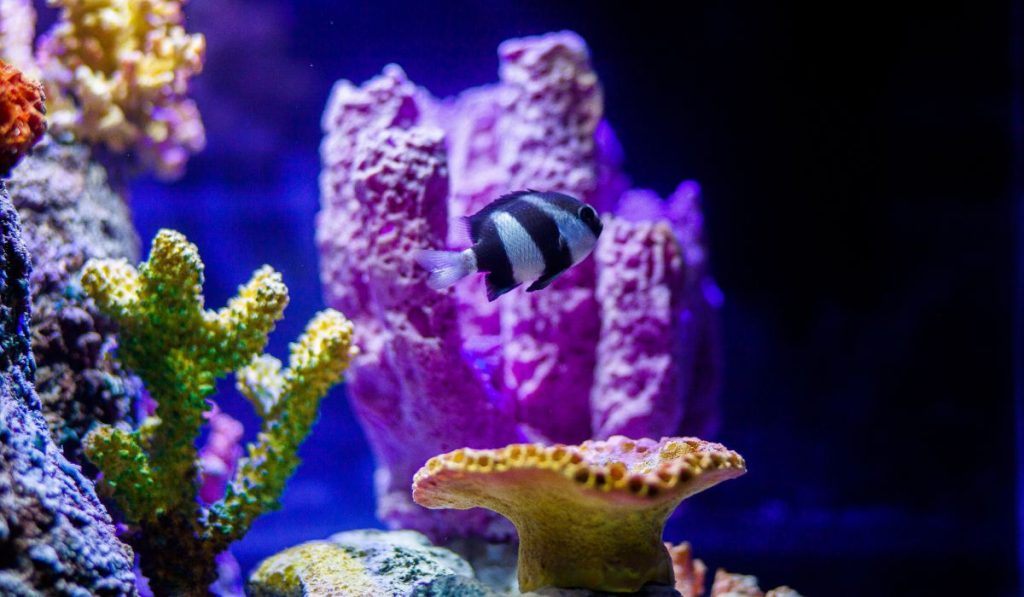 How To Look After Marine Fish (AKA Saltwater Fish): Full Guide – Nayturr