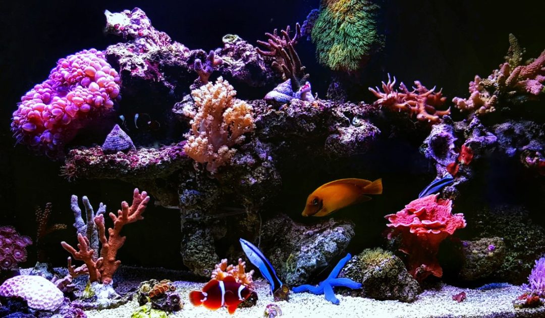 How To Look After Marine Fish (AKA Saltwater Fish): Full Guide – Nayturr