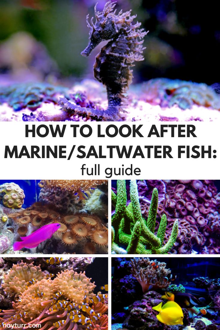 How To Look After Marine Fish (AKA Saltwater Fish): Full Guide – Nayturr