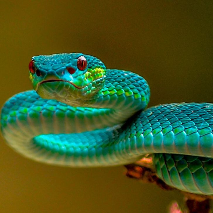 Can Humans Eat Snakes? A Guide to Edible Snakes – Nayturr