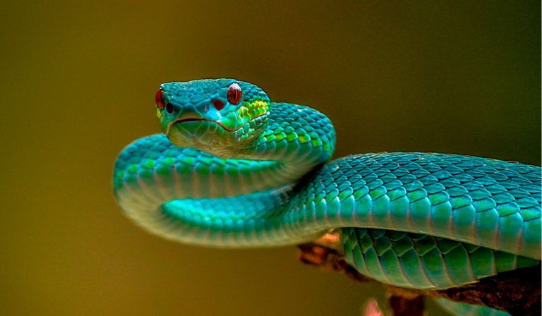 Can Humans Eat Snakes? A Guide to Edible Snakes – Nayturr