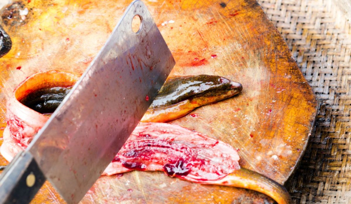 Can Humans Eat Snakes? A Guide to Edible Snakes – Nayturr