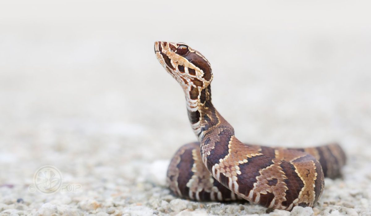 Can Humans Eat Snakes? A Guide to Edible Snakes – Nayturr