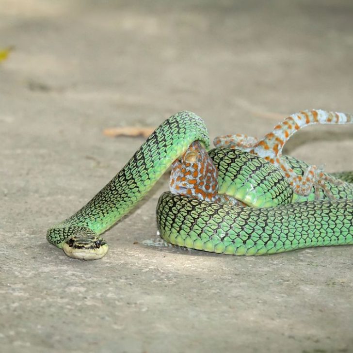 Which Snakes Eat Lizards? A List of Serpent Predators – Nayturr