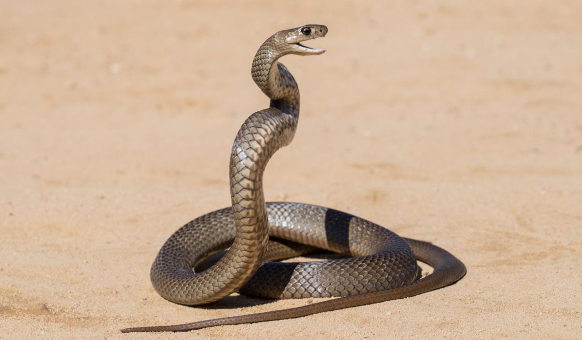 Which Snakes Eat Lizards? A List of Serpent Predators – Nayturr